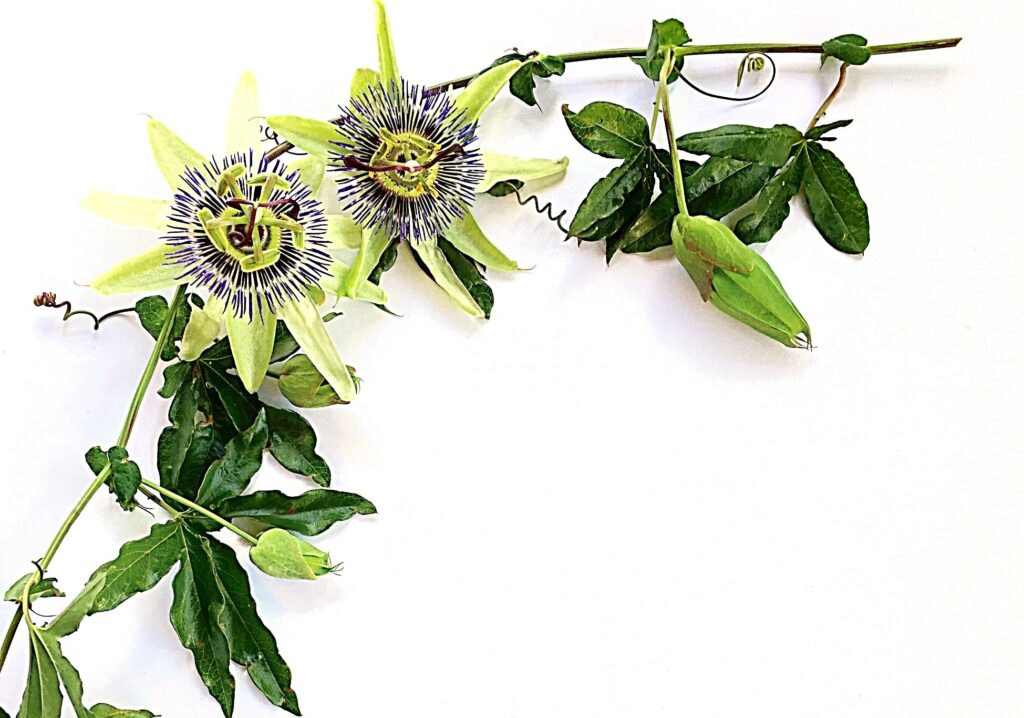 100% Organic Plant-Based Eye Serum – Plant Mother